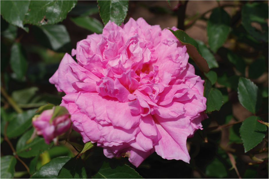 バラ苗販売のローズアンティーク/クライミングティーローズのフローレンス・バウワーズ・ピンク・ティー